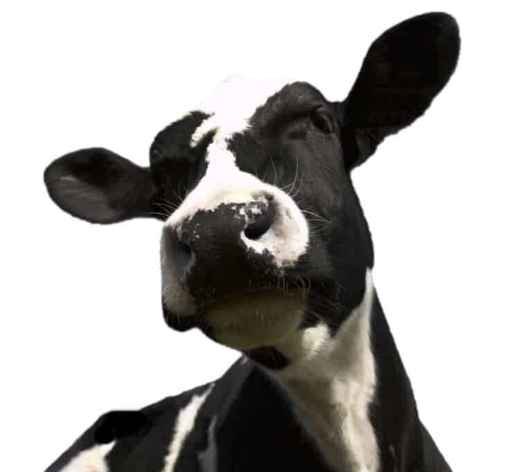 Welcome – Lebanon Country Fair, Lebanon, CT – NEW DATES: July 29-31, 2022